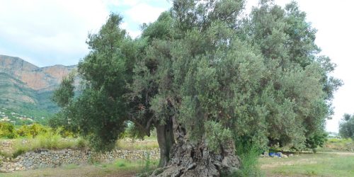 WALKING IN JÁVEA – Valley of the Ancient Olive Tree – javeamigos.com