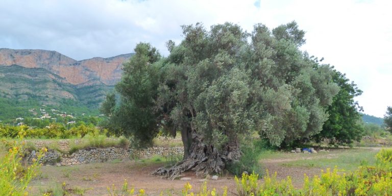 WALKING IN JÁVEA – Valley of the Ancient Olive Tree – javeamigos.com